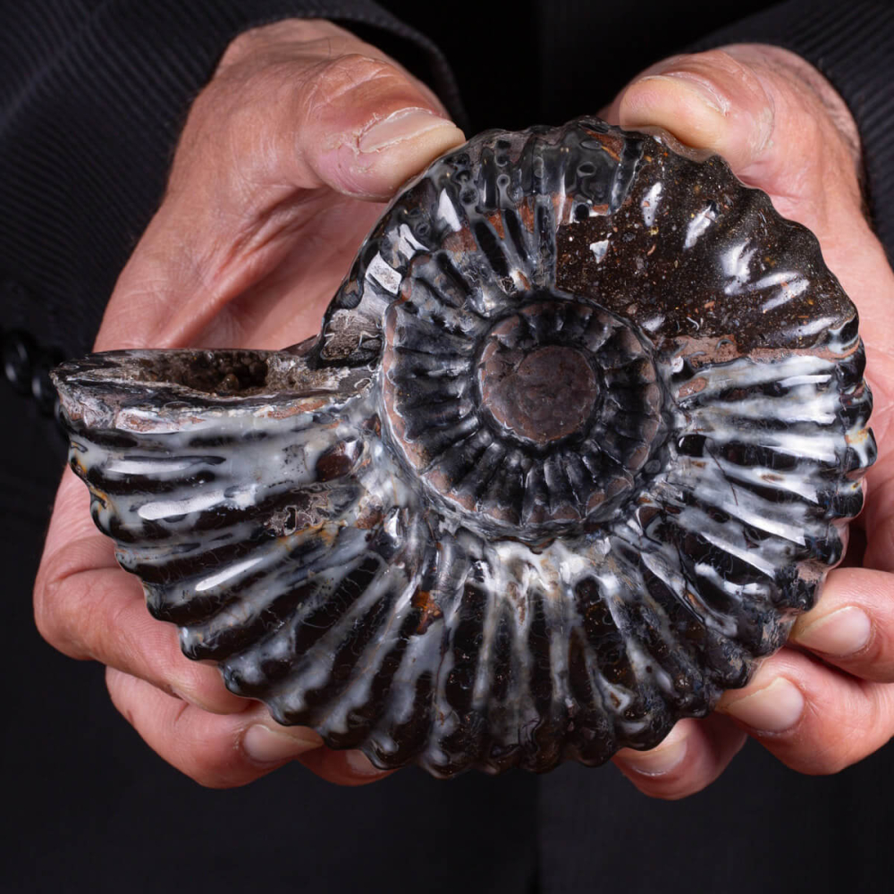 Ammonite Douvilleiceras Nera